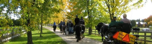 The Friesian Horse – Ontario Friesian Horse Association